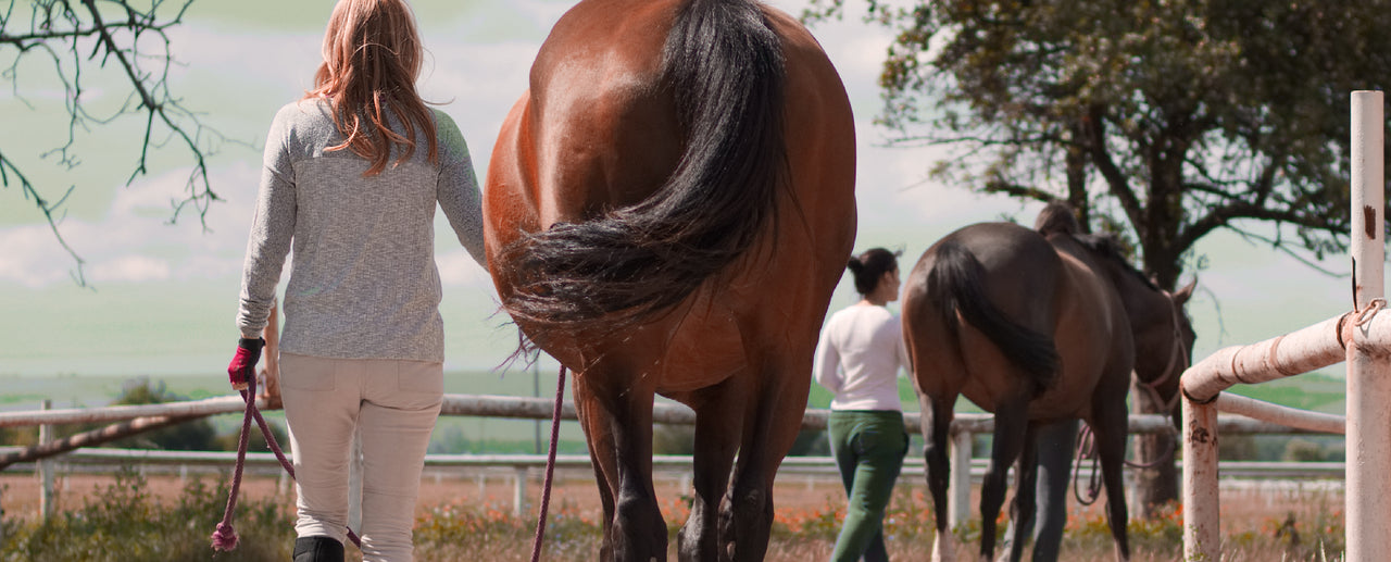 10 Everyday Struggles of Every Equestrian and How to Solve Them ...