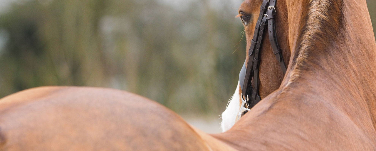 Horse Wither Types and Problems: The Ultimate Guide – Kavallerie